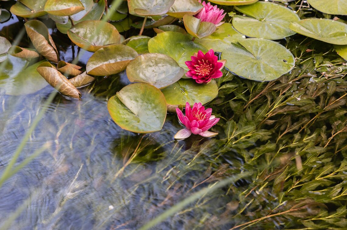 Met het hoofd in de (groene) wolken