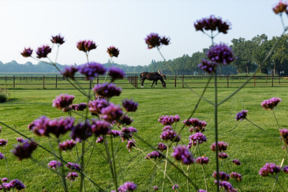 Landschappelijke tuin met paardenweide